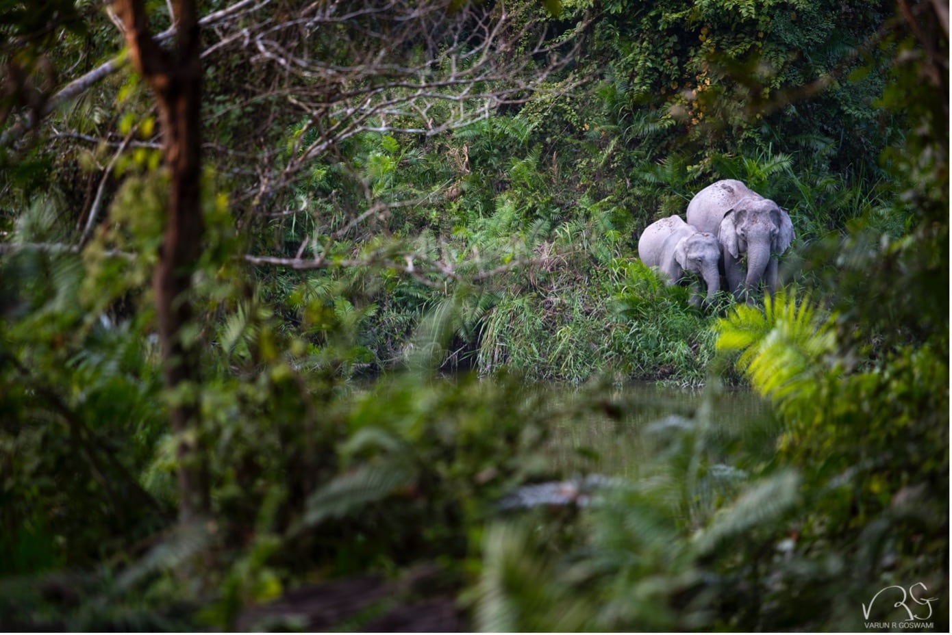 A journey of conservation: Preserving elephants with FileMaker technology